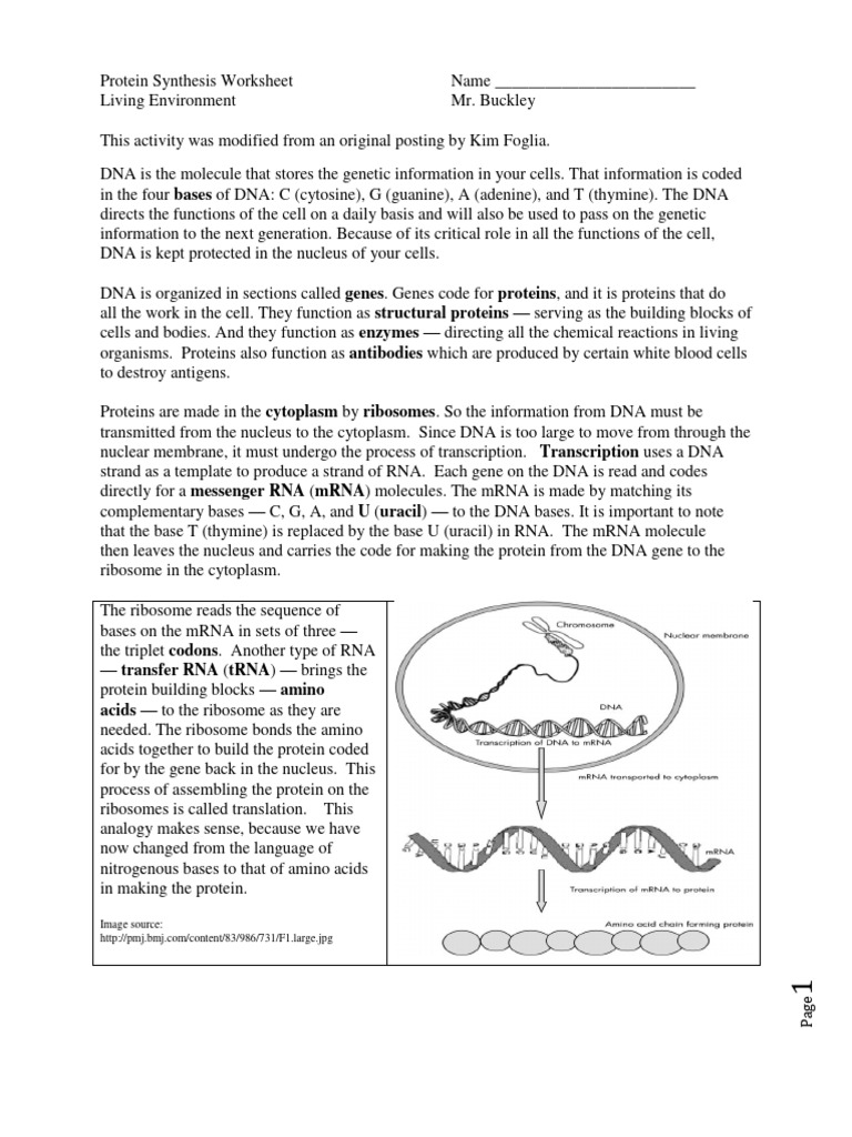 Protein Synthesis Worksheet | PDF | Translation (Biology) | Nucleic ...