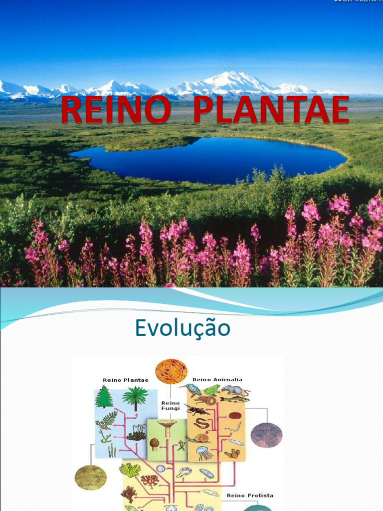 Reino Plantae Metaphyta | PDF | Plantas | Fruta