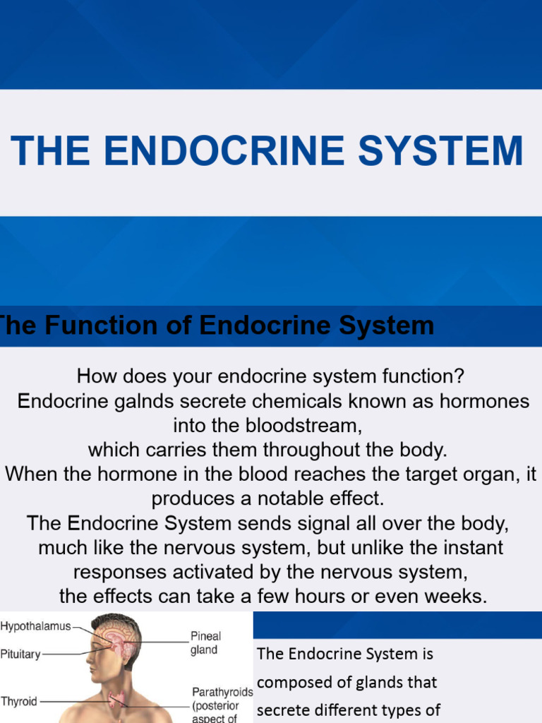 Endocrine System | PDF | Endocrine System | Hormone