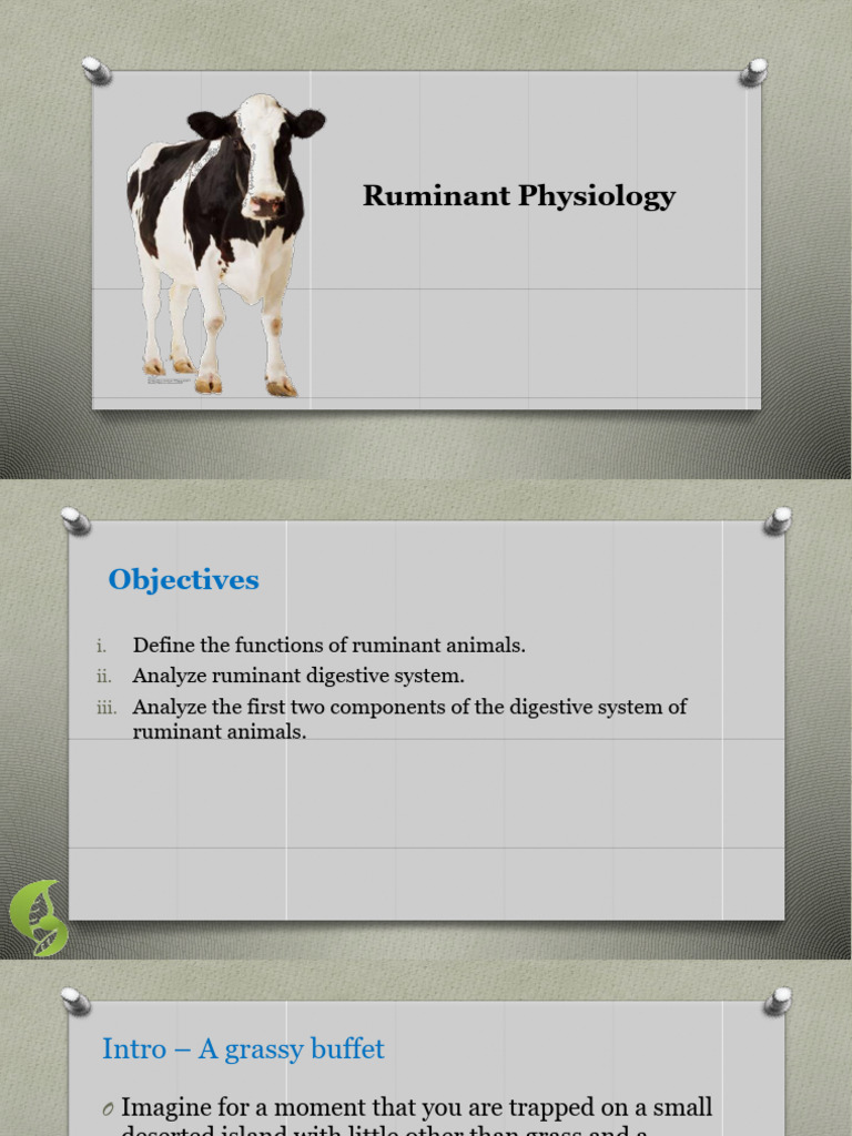 Ruminant Digestion | PDF