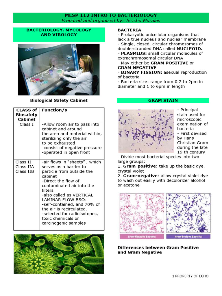BACTERIOLOGY | PDF | Bacteria | Gram Positive Bacteria