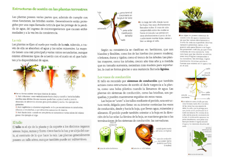Estructura y Sostén de Las Plantas Terrestres | PDF