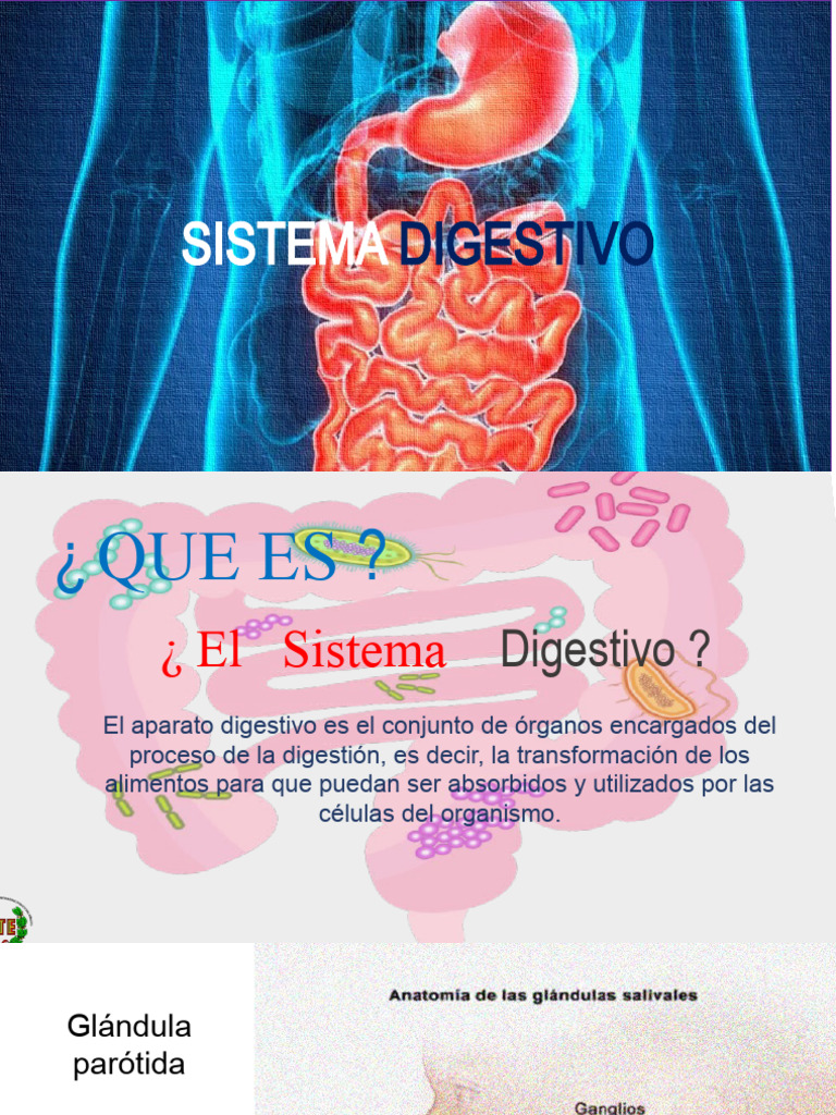 Sistema Digestivo | PDF | Digestión | Sistema digestivo humano