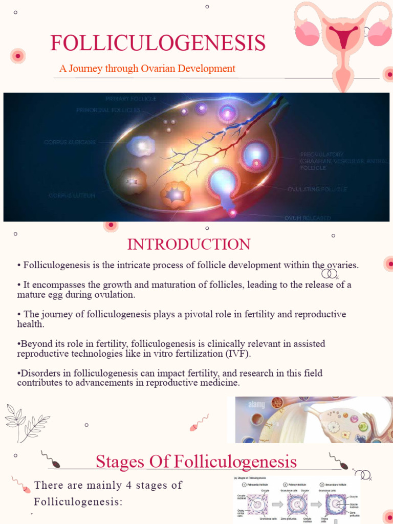 Ovarian Follicle Development Guide | PDF | Reproductive System | Endocrine System