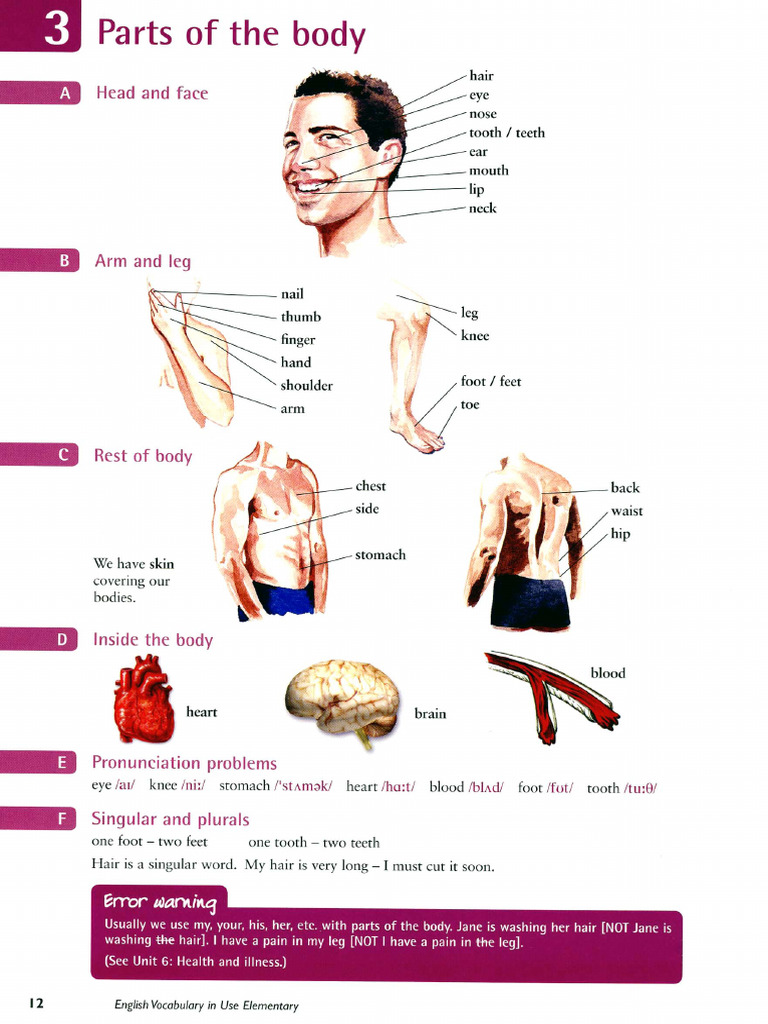 b3.u12.parts_of_the_body | PDF