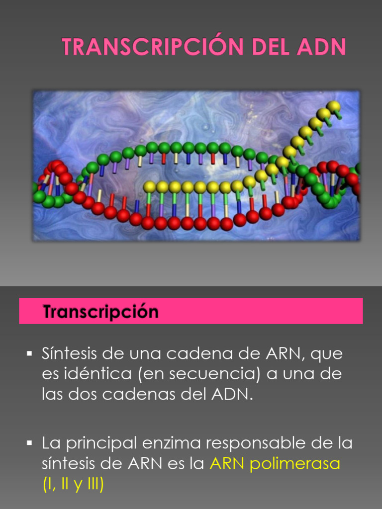 Proceso de Transcripción y Traducción | PDF | Traducción (biología) | Rna