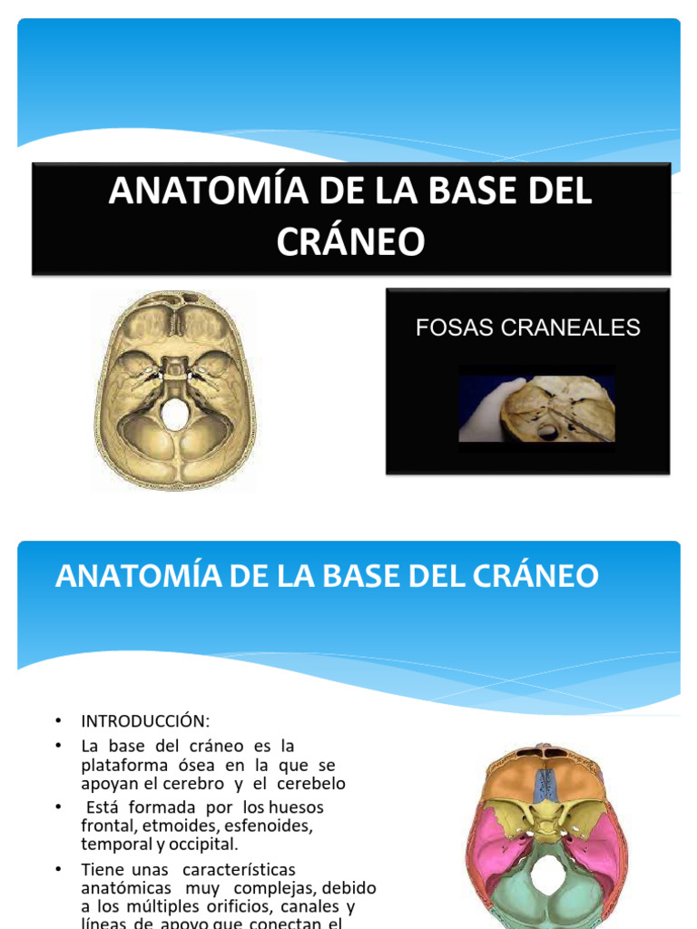 Base Del Craneo Y Fosas Descargar Gratis Pdf Anatomía Humana