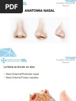 Musculos de La Nuca | PDF | Anatomía humana | Sistema musculoesquelético