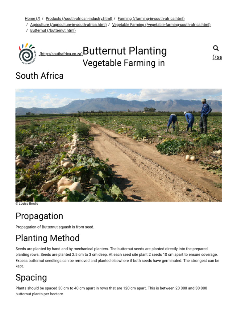Butternut Planting - Vegetable Farming South Africa | PDF