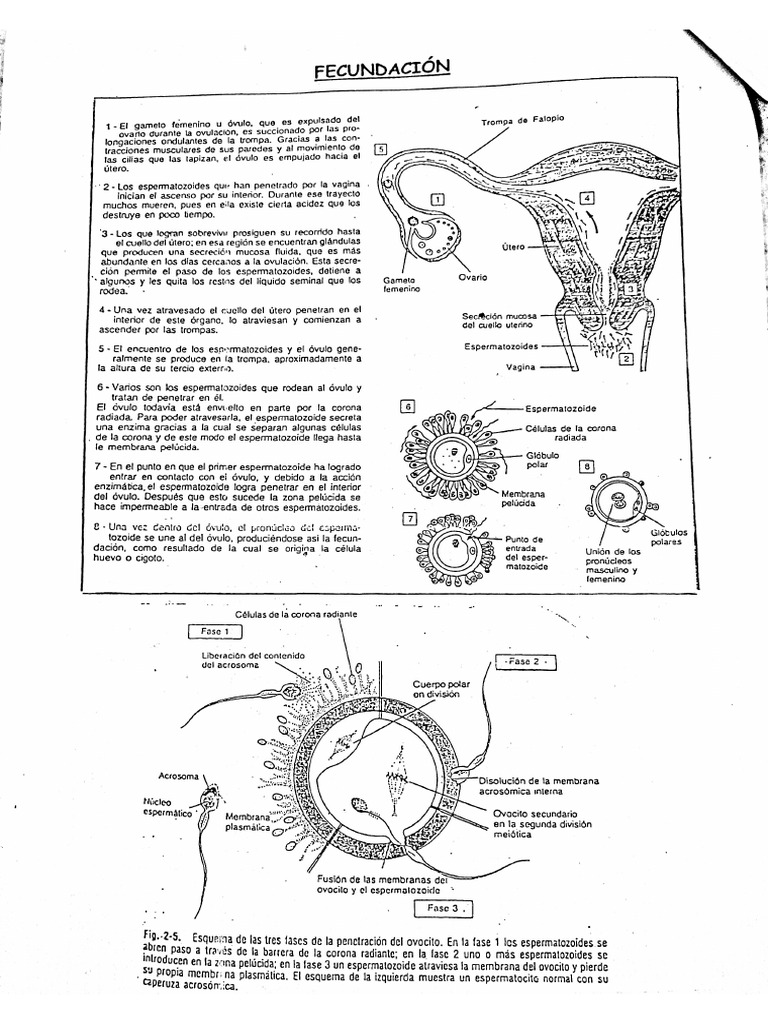Fecundacion y Desarrollo | PDF