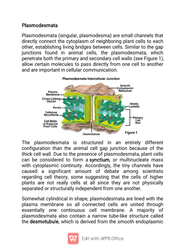Plasmodesmata | PDF | Leaf | Cell Membrane