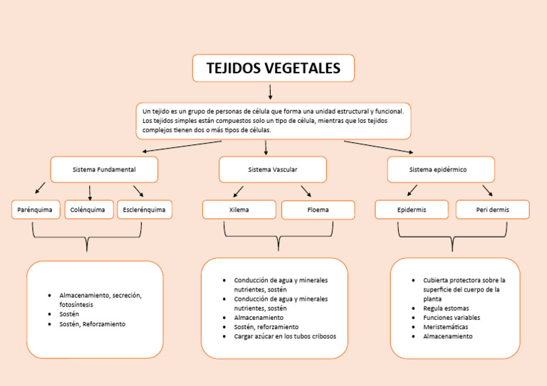 Mapa Conceptual de Los Tejidos Vegetales 2 | PDF