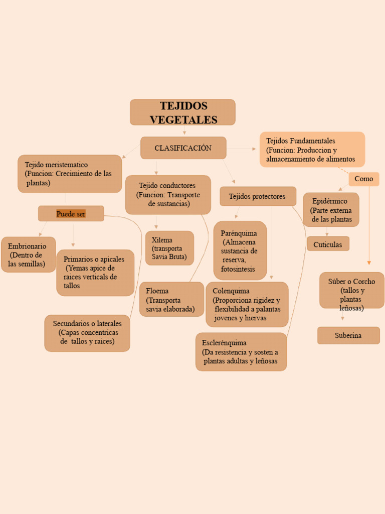 Mapa Conceptual de Los Tejidos Vegetales 5 | PDF | Tallo de la planta ...