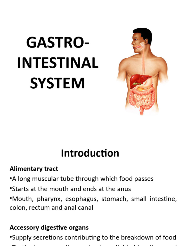 Gi Anatomy | PDF | Liver | Small Intestine