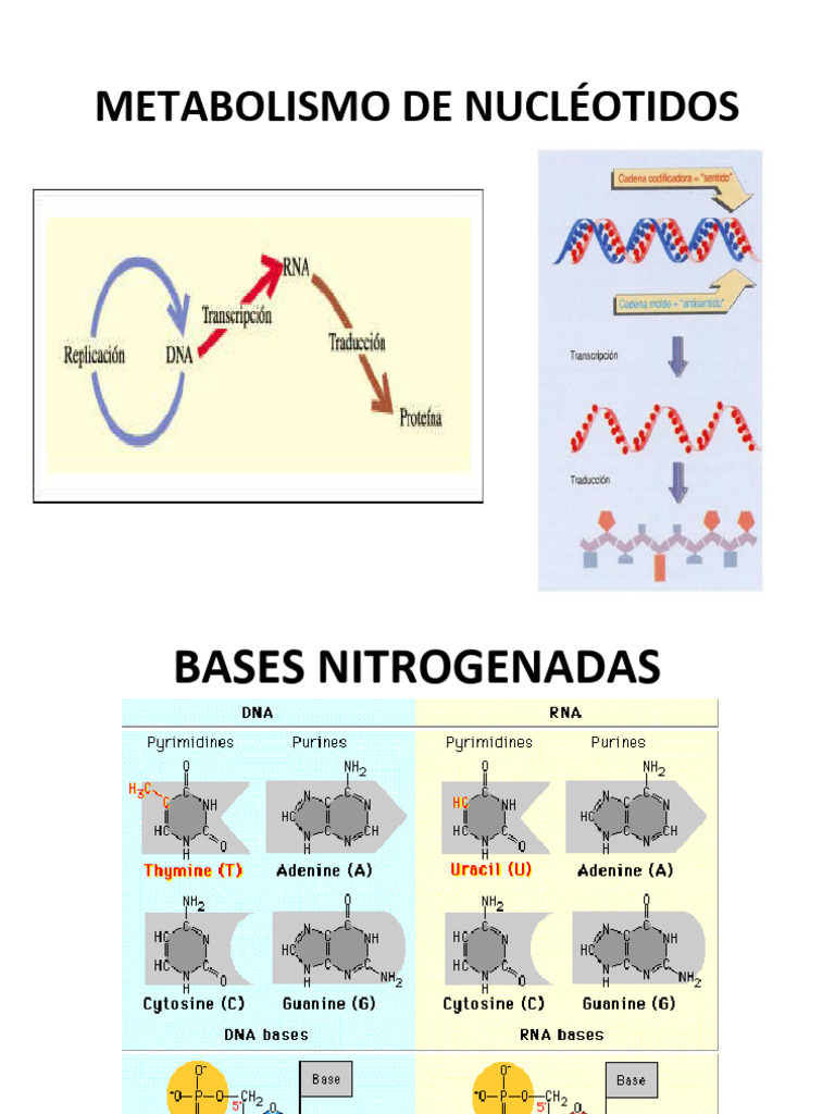 Metabolismo de Nucléotidos | PDF | Rna | Adn