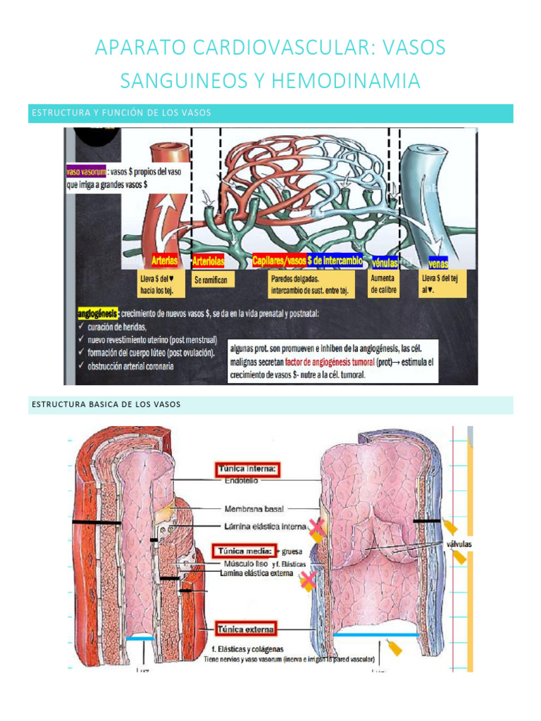 Aparato Cardiovascular VASOS | PDF | Artería | Sistema circulatorio