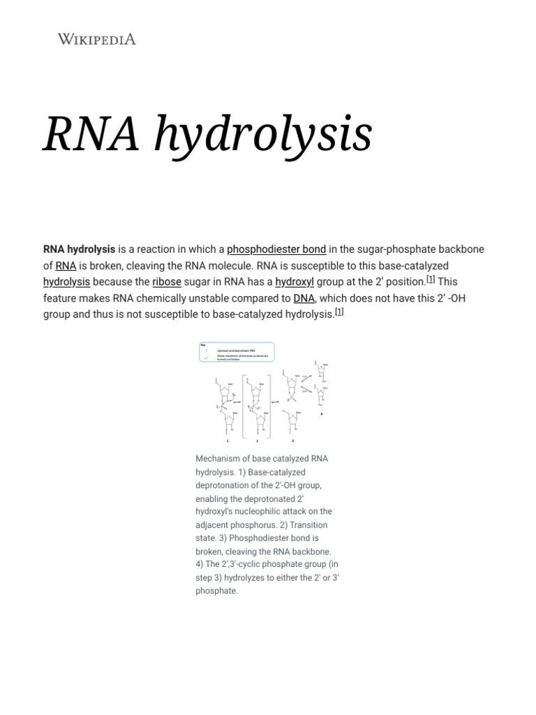 RNA hydrolysis | PDF | Chemistry | Biochemistry