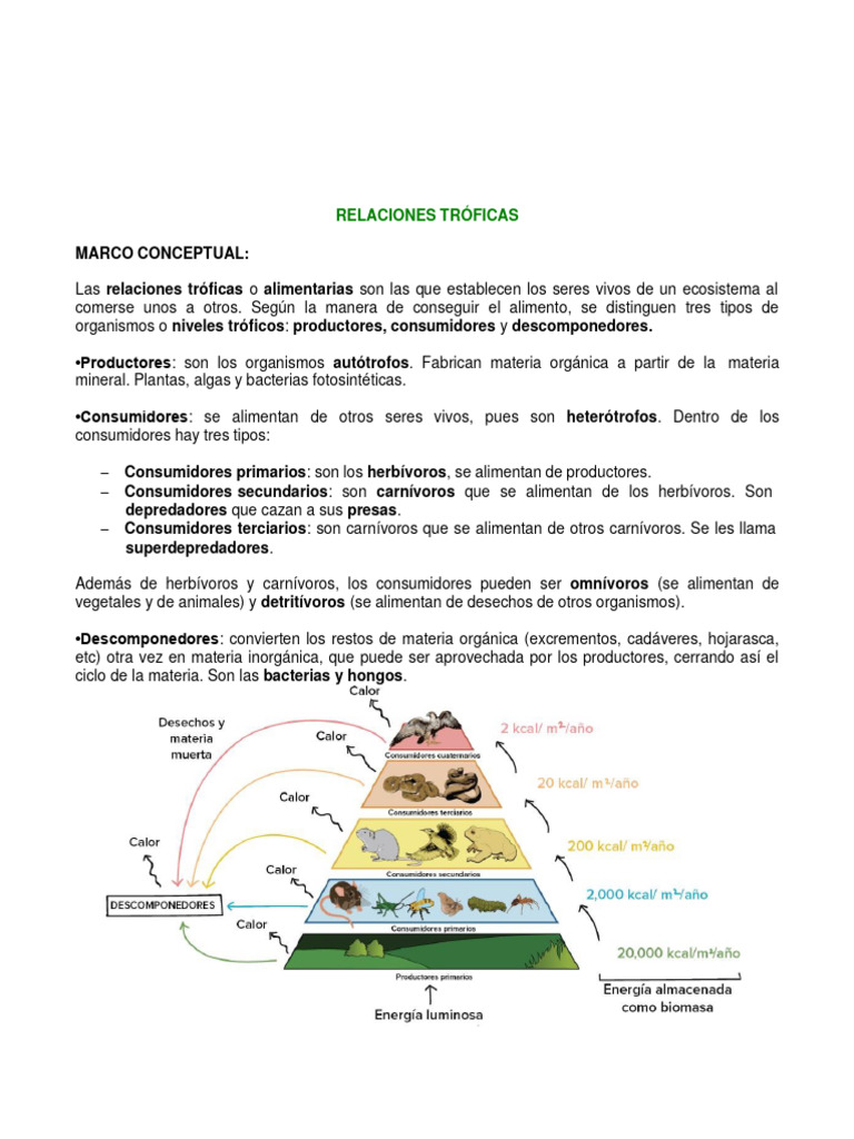 TALLER DE AREA Redes Troficas 1 | PDF | Red alimentaria | Ciencias de ...