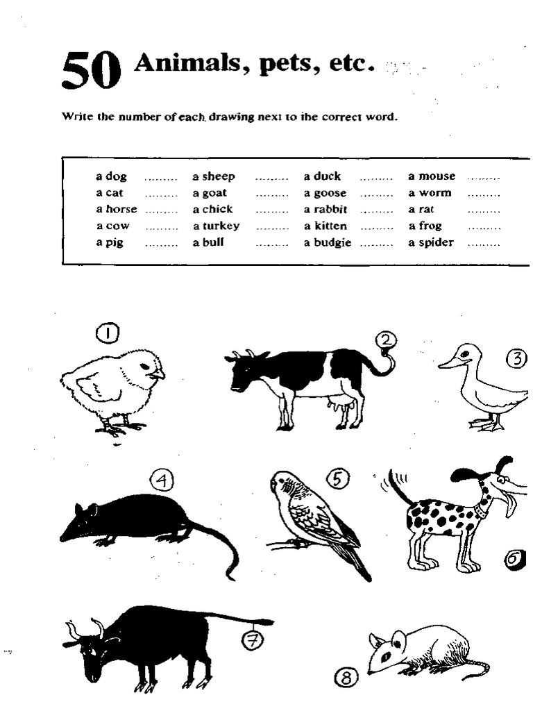 Animals, Pets | PDF