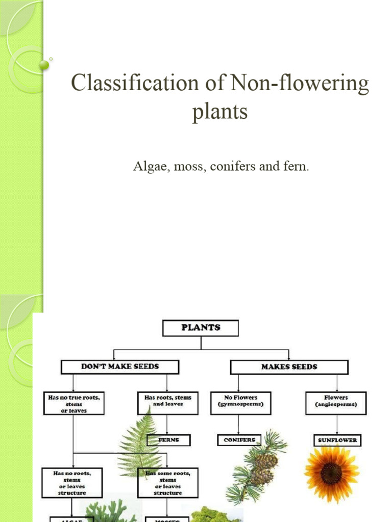 Classification of Non-Flowering Plants | PDF