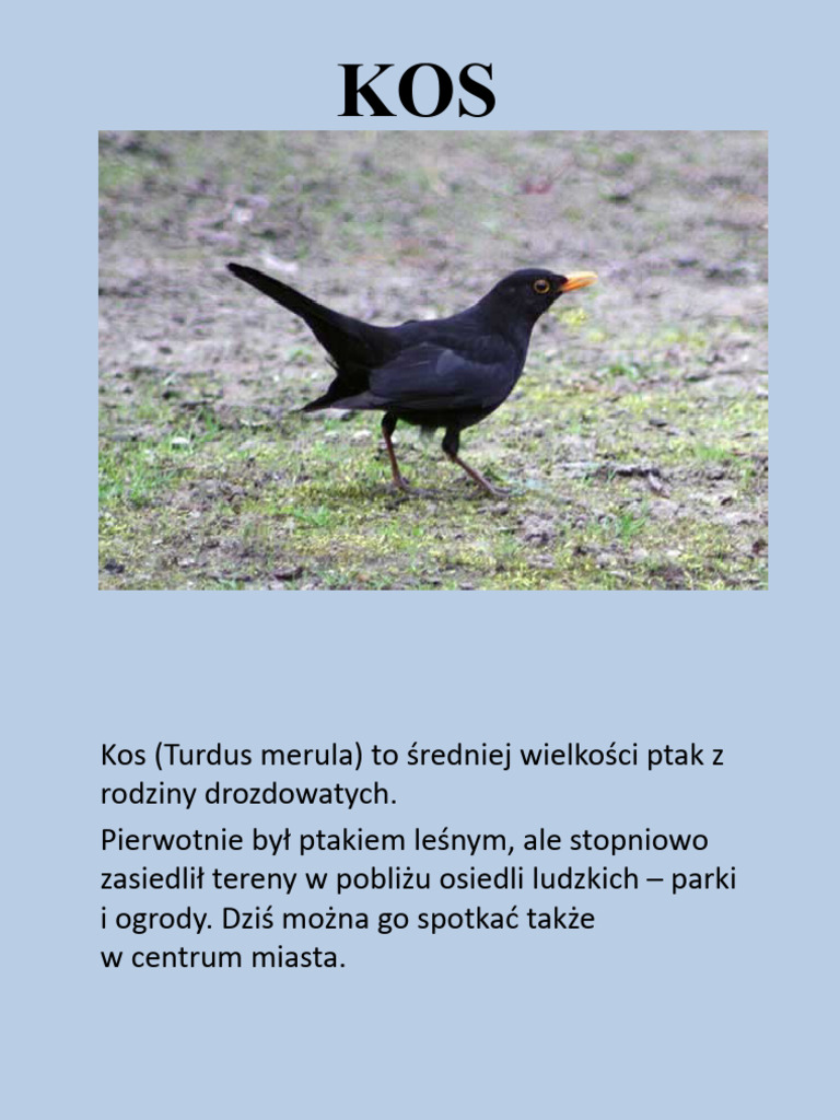 Prezentacja o Ptaku | PDF