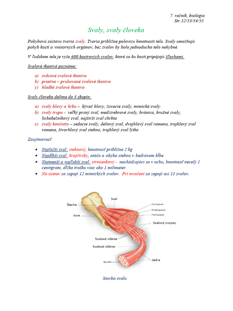 Svaly, Svaly Človeka | PDF
