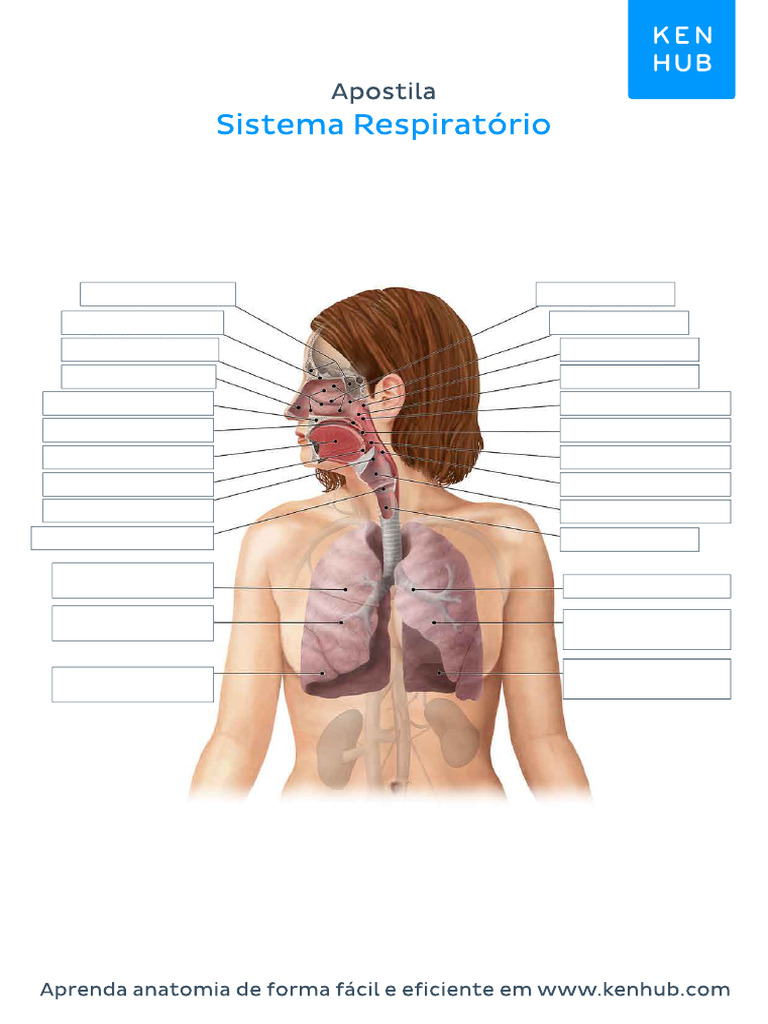 Sistema Respiratorio Exercicios Sem Respostas | PDF Sistema Respiratorio Exercicios Sem Respostas | PDF