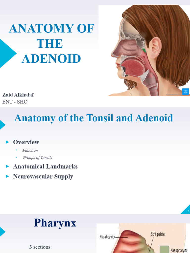 Anatomy of The Adenoid | PDF | Human Head And Neck | Morphology (Biology)