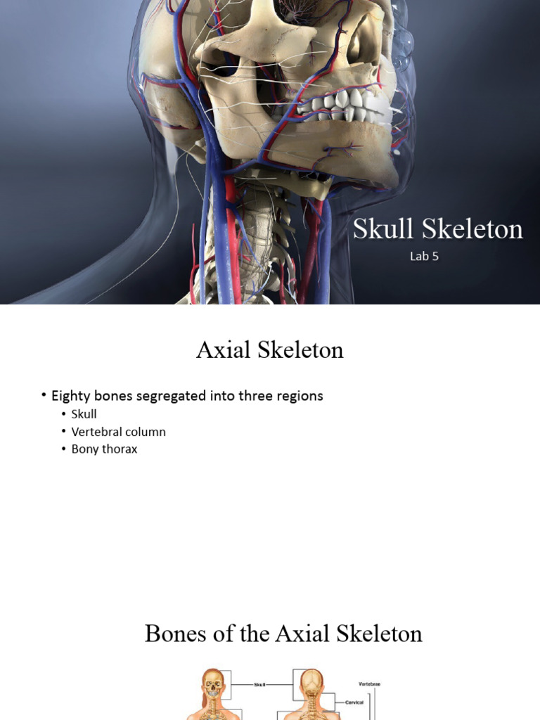 Lab+5+-+Skull Student | PDF | Skull | Vertebral Column