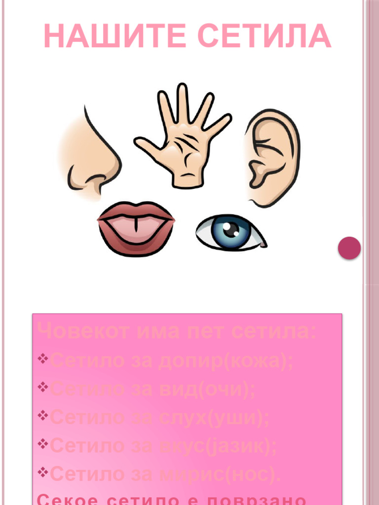 Сетила (допир, вид, слух, вкус и мирис) | PDF