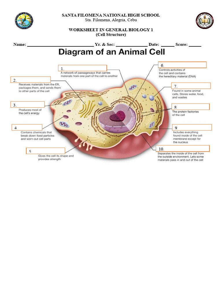 General Biology 1 Worksheet: Cell Structure | PDF