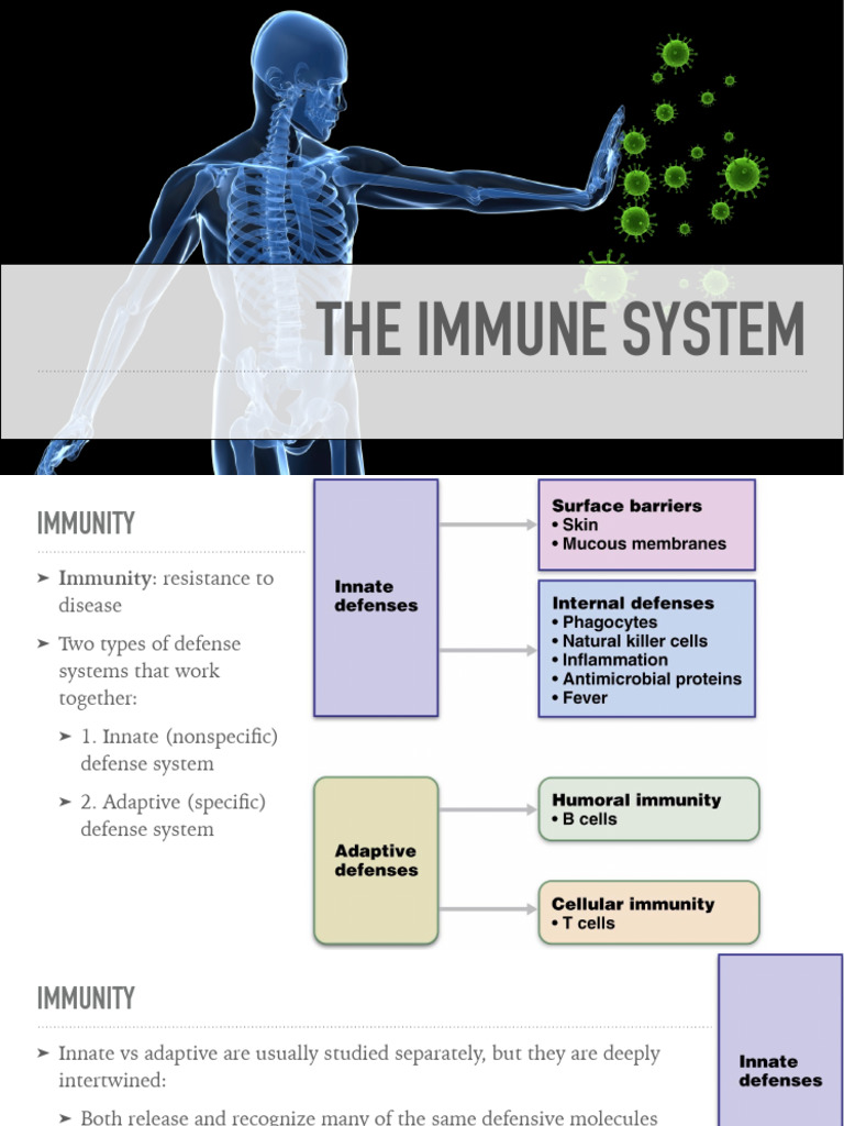 14 ImmuneSystem | PDF | Immune System | Innate Immune System