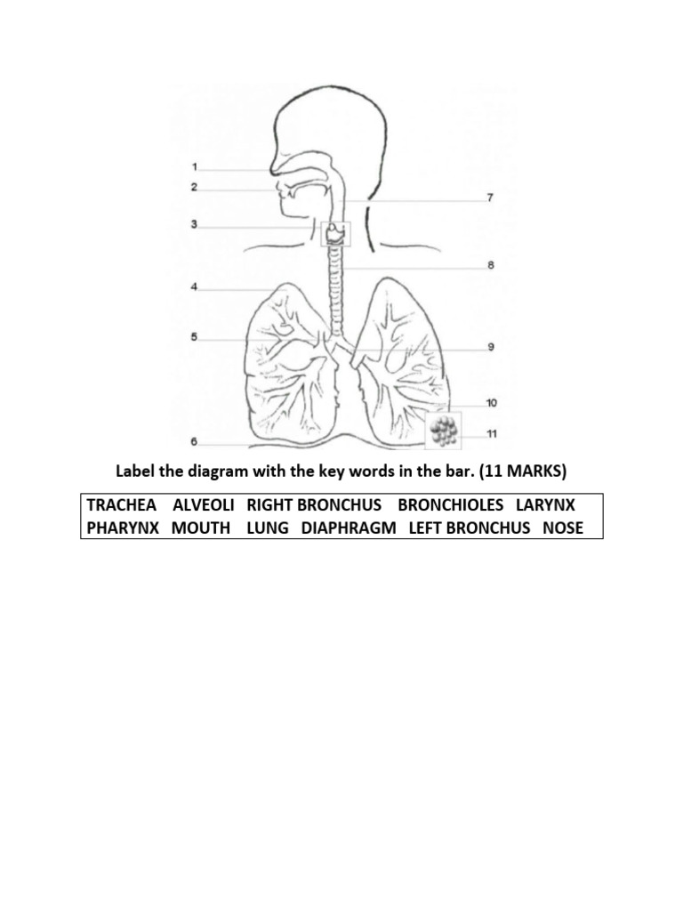 Respiratory System Assessment | PDF