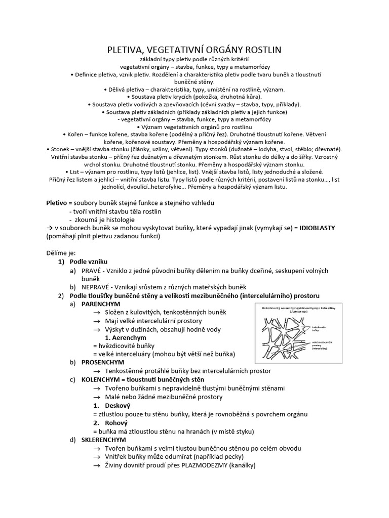 04 - Rostlinná Pletiva, Vegetativní Orgány Rostlin | PDF