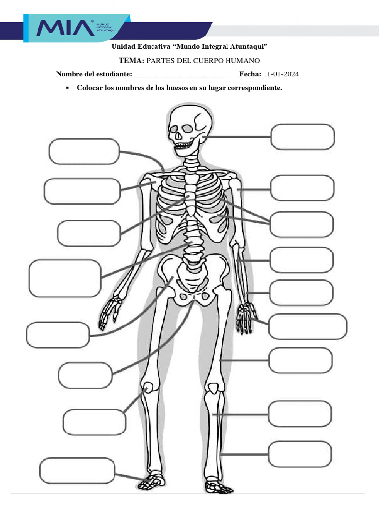 Unidad 3 El Esqueleto Humano | PDF
