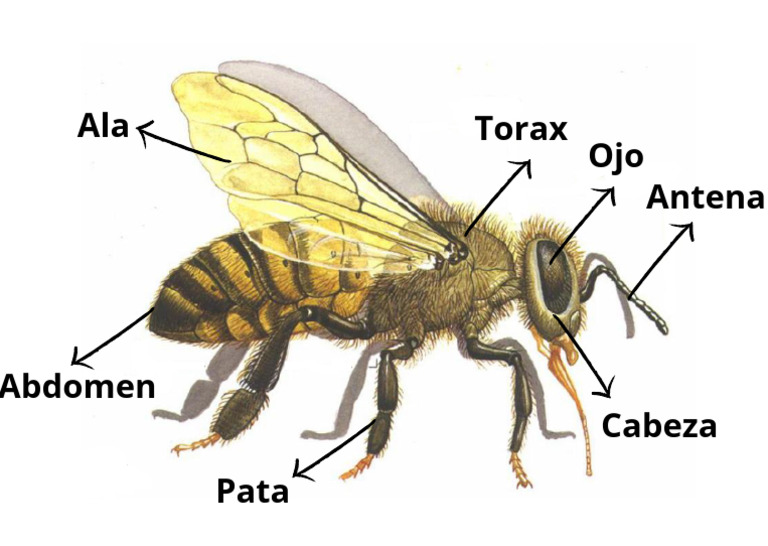 Partes de la abeja para niños | PDF