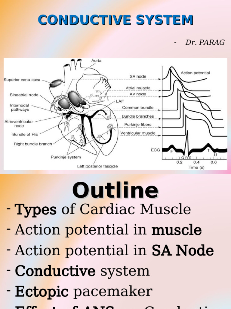 Conductive Tissue | PDF | Atrium (Heart) | Heart