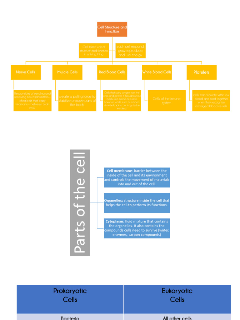 Study Guide Second Trimester Science | PDF | Cell (Biology ...