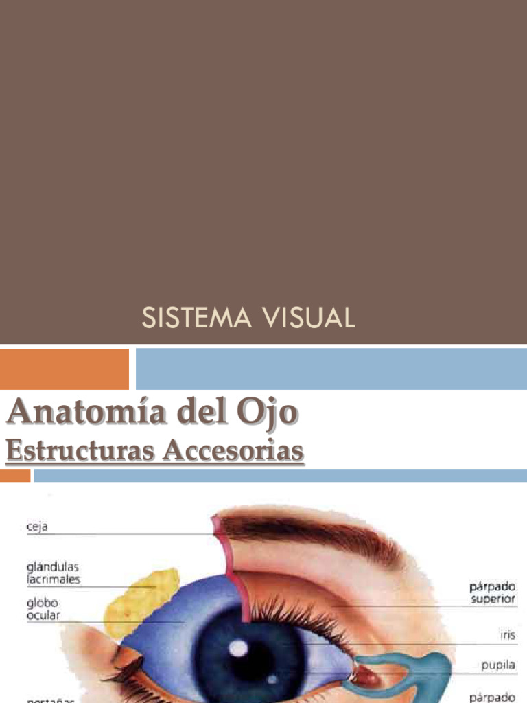 Sistema Visual | PDF | Ojo humano | Percepción visual