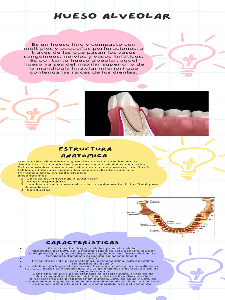 Hueso Alveolar | PDF