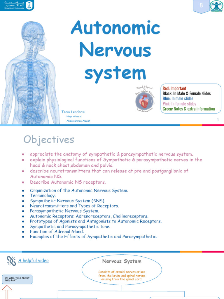 8 - Autonomic Nervous System | PDF | Autonomic Nervous System ...