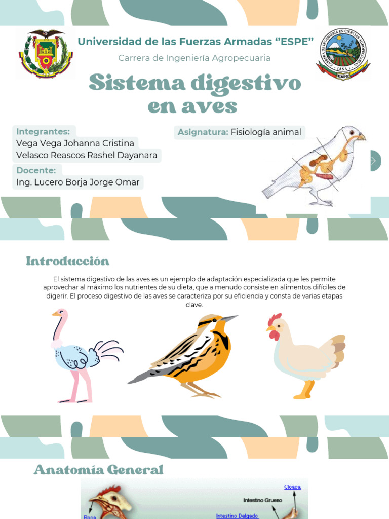 Exposición - U1 - G#7 - Vega, Velasco - Sistema Digestivo de Las Aves | PDF | Sistema digestivo ...