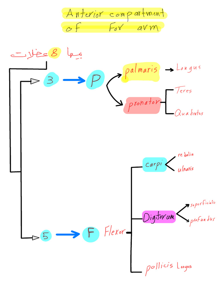 Anterior Compartment of For Arm | PDF | Finger | Anatomical Terms Of Motion