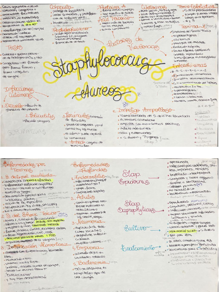 Staphylococcus e Streptococcus | PDF