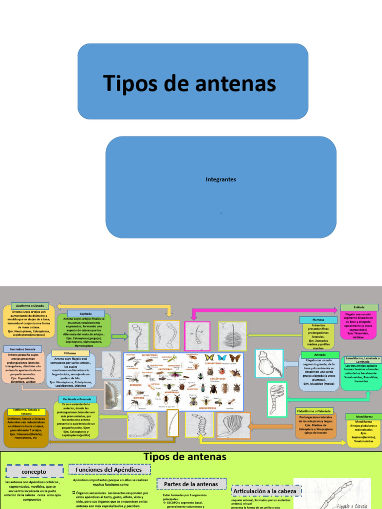 Tipos y funciones de antenas en insectos | PDF | Insectos | Artrópodos