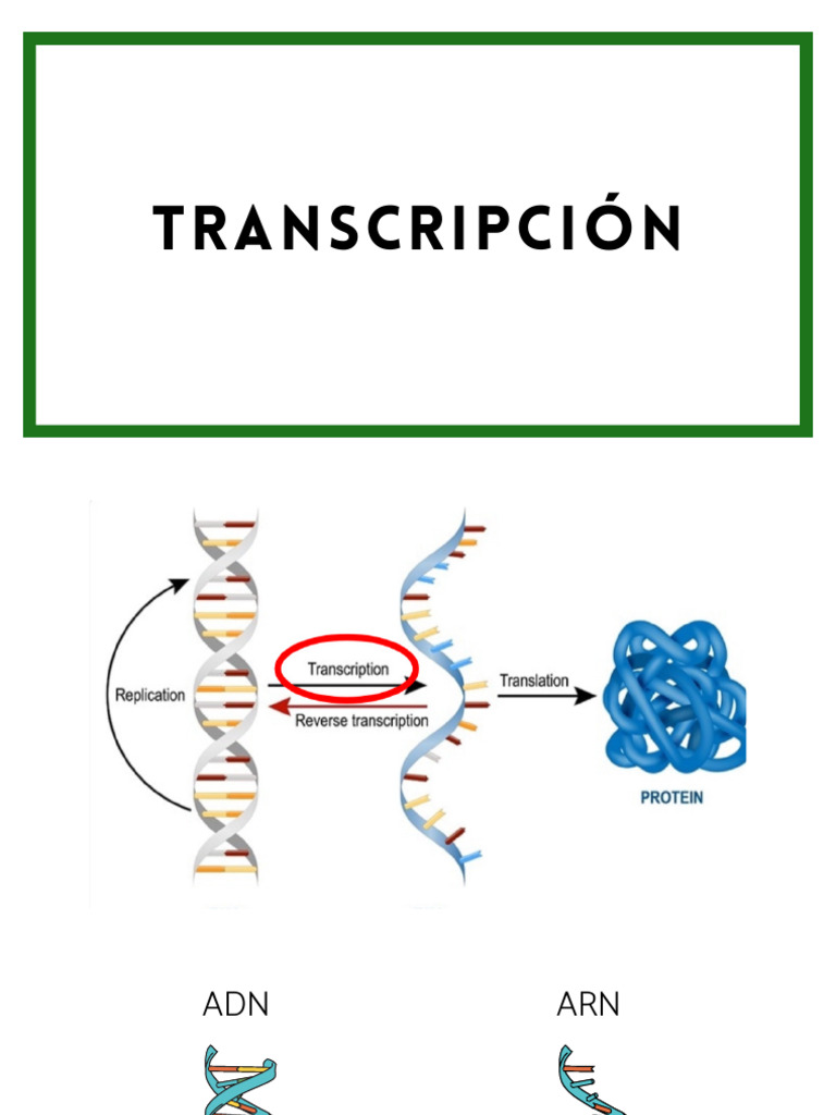 Transcripción Del ARN | Descargar gratis PDF | Represor | Operón