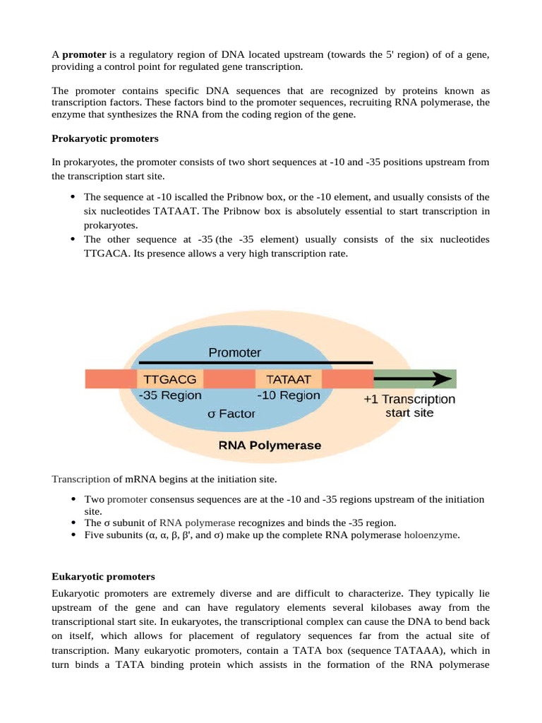 Molecular Biology Notes | PDF | Promoter (Genetics) | Rna