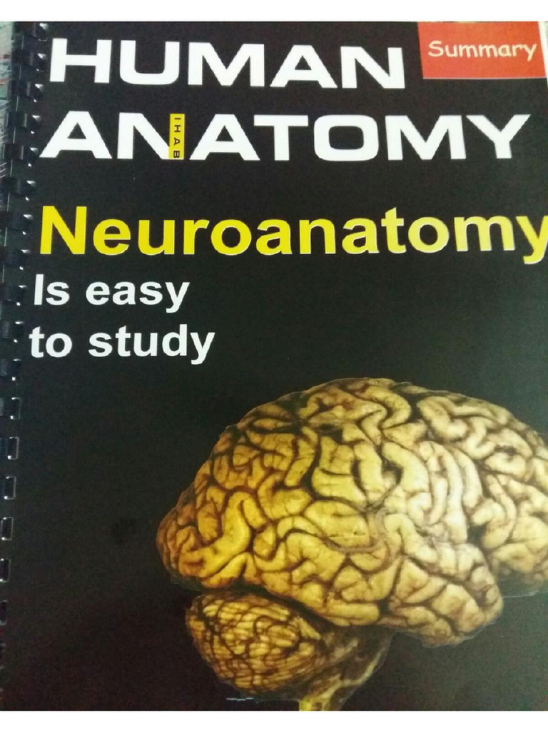 Summary of Neuroanatomy | PDF