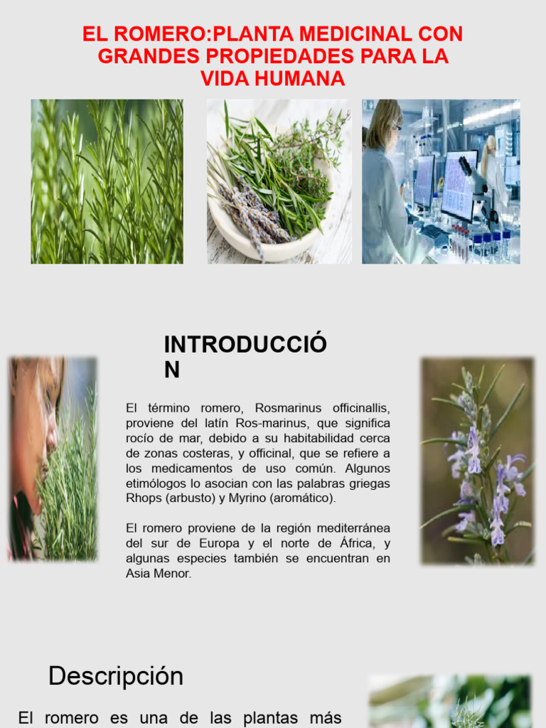 El Romero Avance PPT Farmacología | PDF | Romero | Bilis