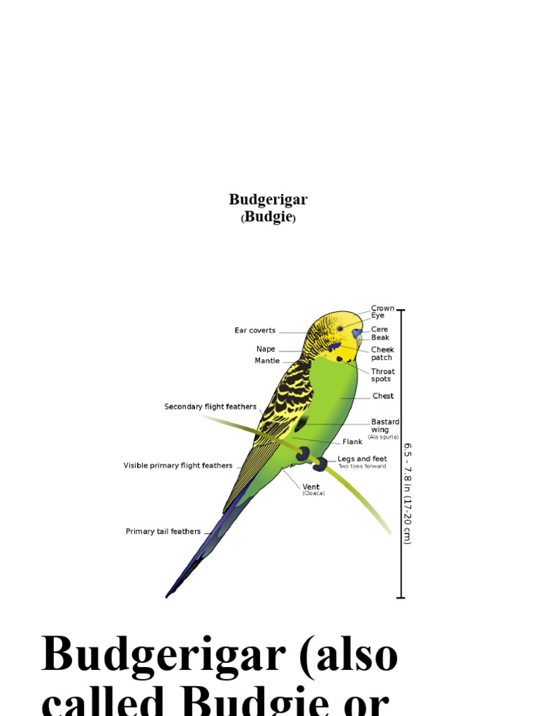 Budgie Bird Book | PDF